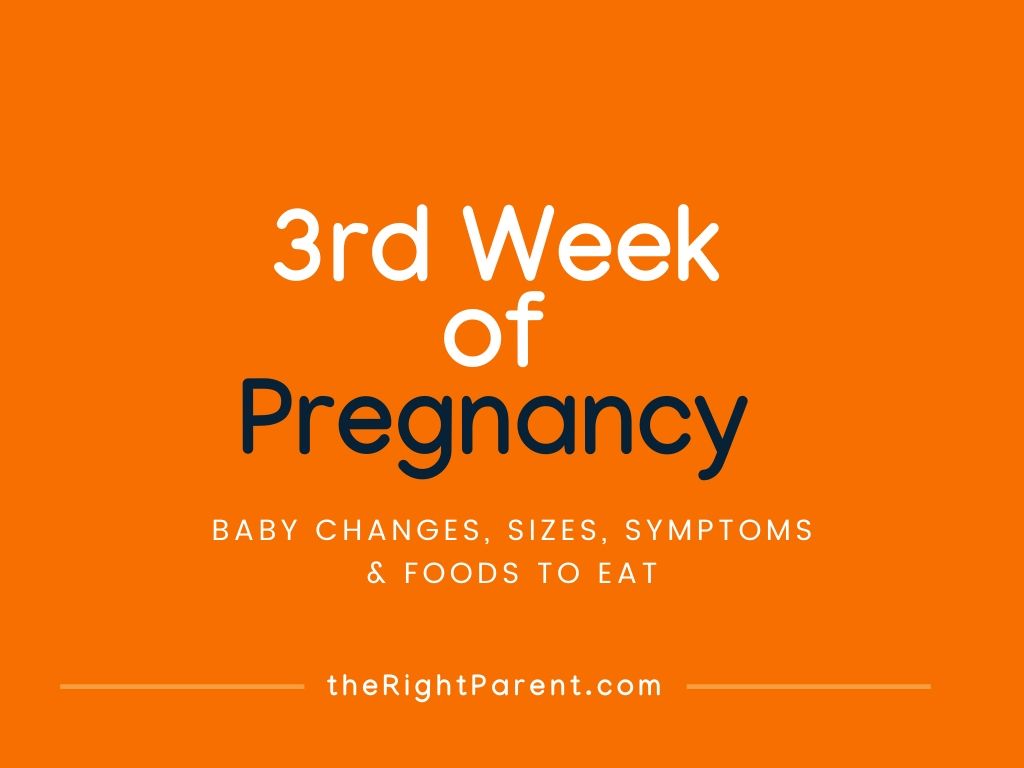 3rd Week Of Pregnancy: Changes, Symptoms, Foods & Care Tips